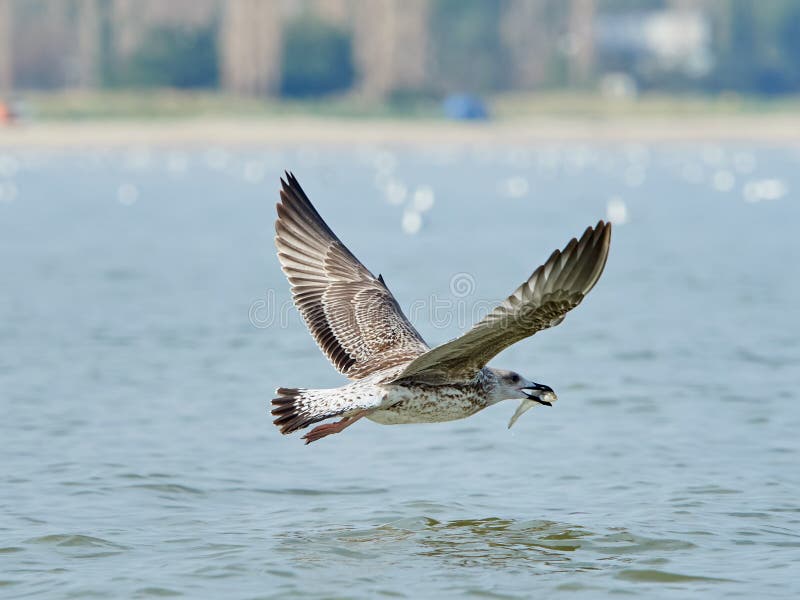 Gull with a fish stock photo. Image of fish, north, ornithology - 64339850