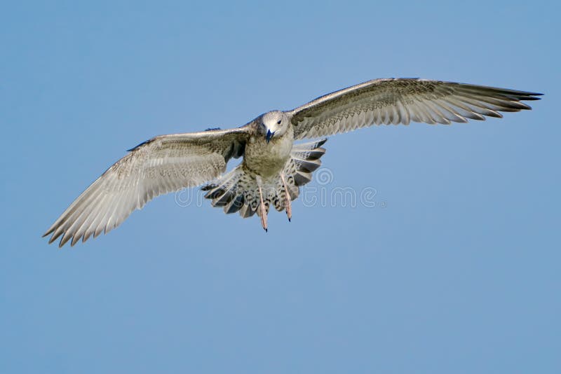 Common gull in flight stock photo. Image of flight, wind - 76709870