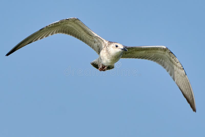 Common gull in flight stock photo. Image of coast, wind - 77221146
