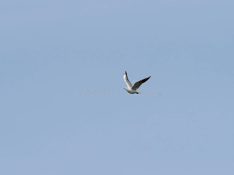 Common Gull in Flight Against the Sky Stock Image - Image of wild ...