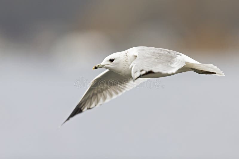 A Common Gull in Flight at a Lake in the City of Berlin Stock Image ...