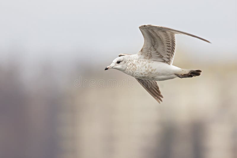 A Common Gull in Flight at a Lake in the City of Berlin Stock Image ...