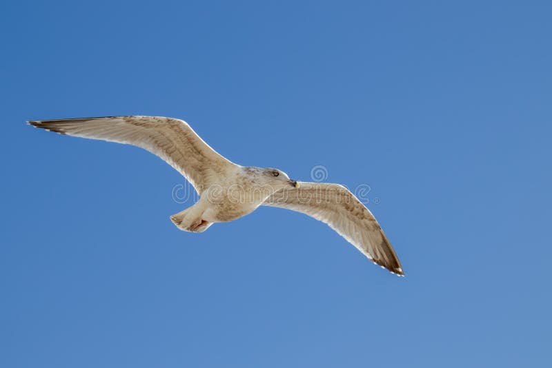 Common Gull in Flight at Worthing Stock Image - Image of outdoors ...