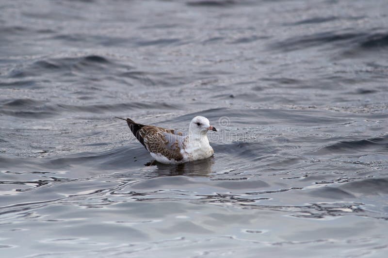 Common Gull Floats on Water in Small Waves in the Winter Stock Image ...