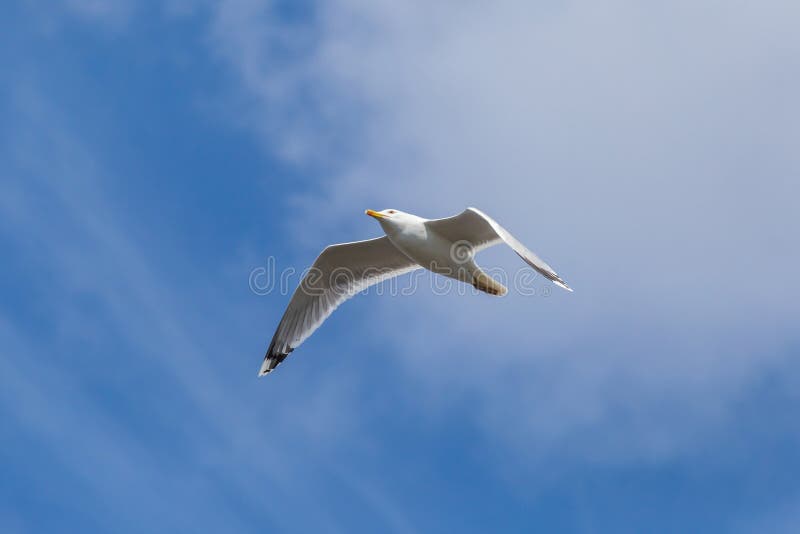 Common Gull Flying in a Blue Sky Stock Image - Image of gull, nature ...