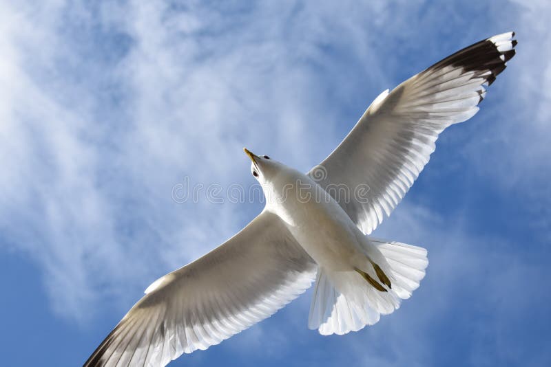 Common Gull Flying Under a Blue Sky Stock Image - Image of flying ...