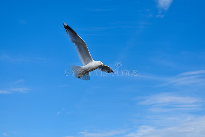 Common Gull Flying Under a Blue Sky Stock Image - Image of gull ...