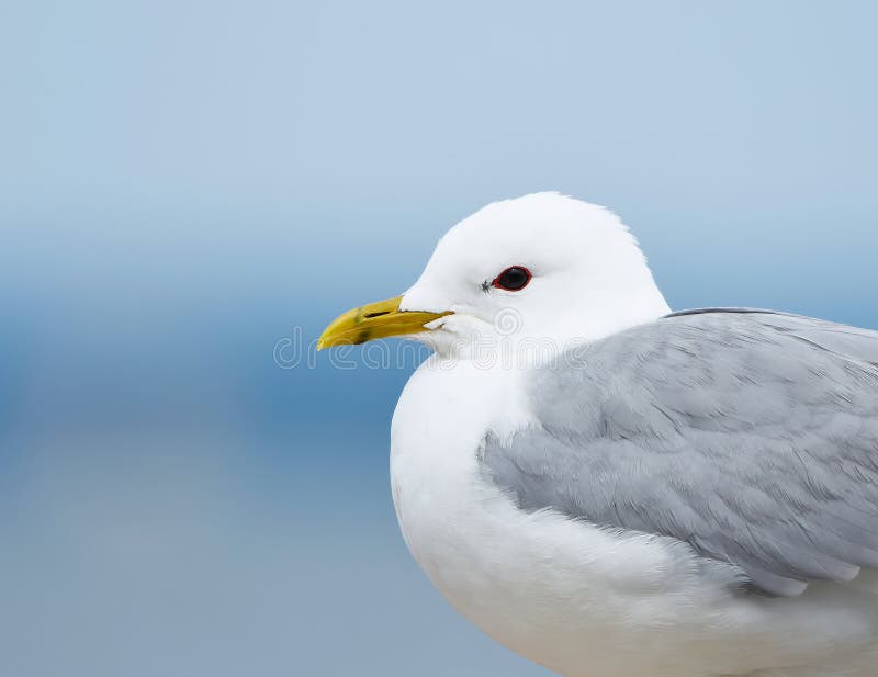 Common Gull (Larus Canus) Closeup Stock Image - Image of finland, head ...