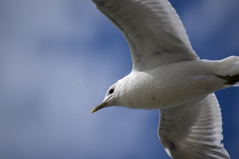 Common Gull Larus Canus in Flight Against a Blue Sky, Close Up Stock ...