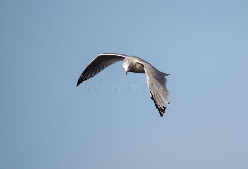 Common Gull (Larus Canus) Flying in the Blue Sky Stock Photo - Image of ...
