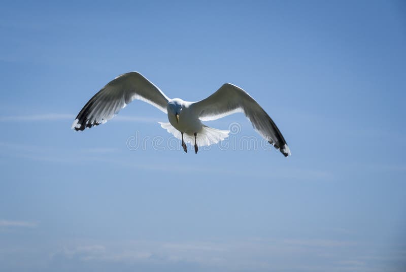 Common Gull stock image. Image of large, people, birds - 92033625