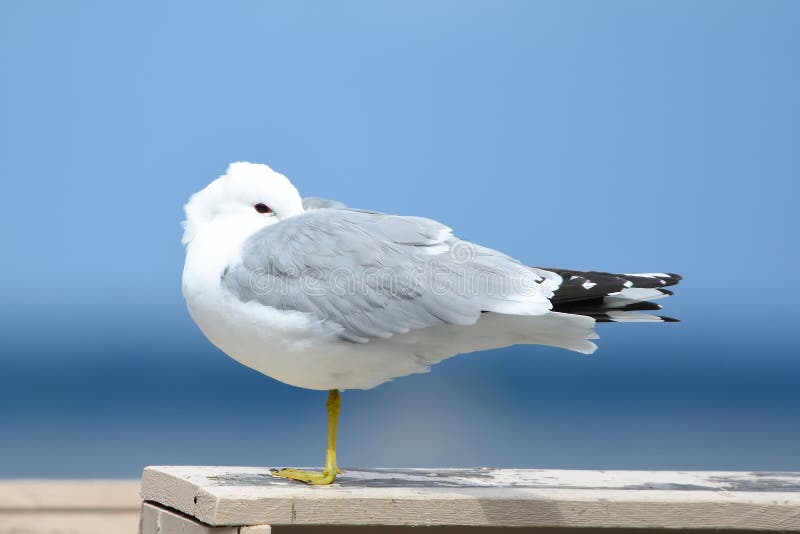 Common Gull (Larus Canus) Resting in Warm Summer Day. Stock Image ...