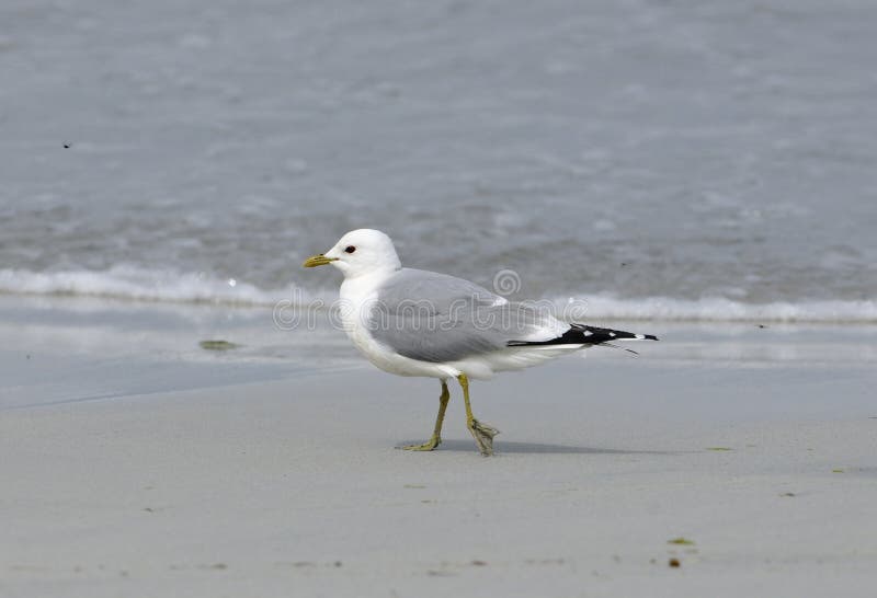 Common Gull stock image. Image of grey, white, landscape - 46904711