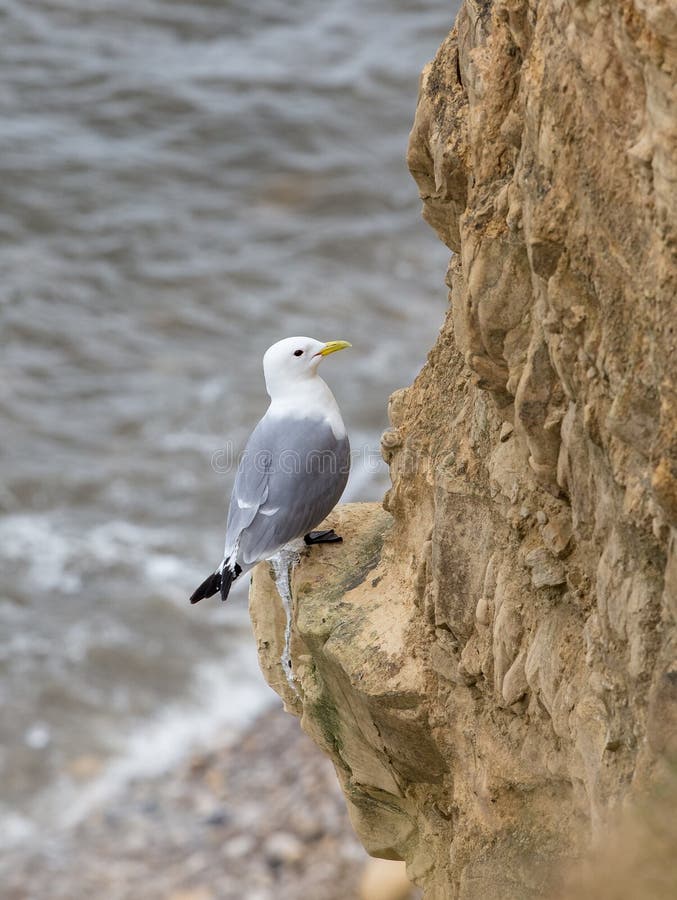 Common Gull Perched on Cliff Face. Stock Image - Image of ledge ...