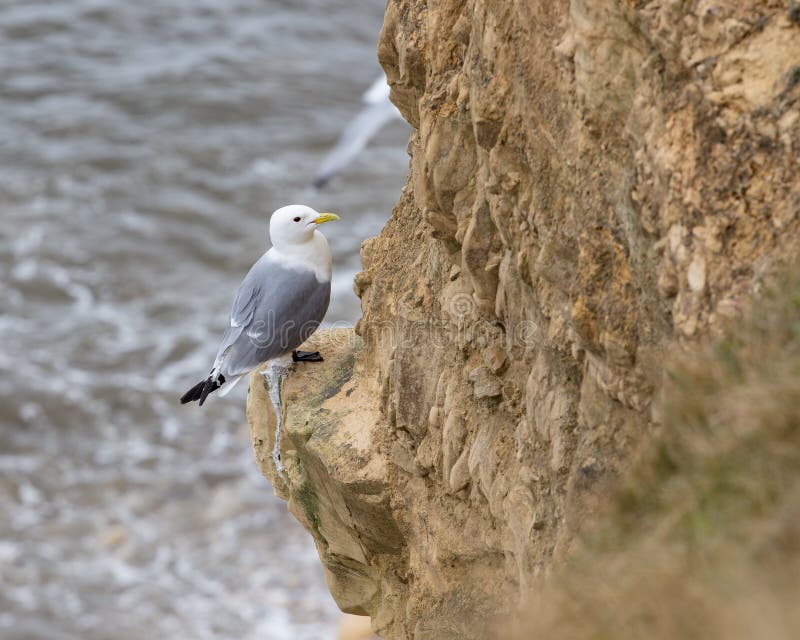Common Gull Perched on Cliff Face. Stock Image - Image of perched, bird ...
