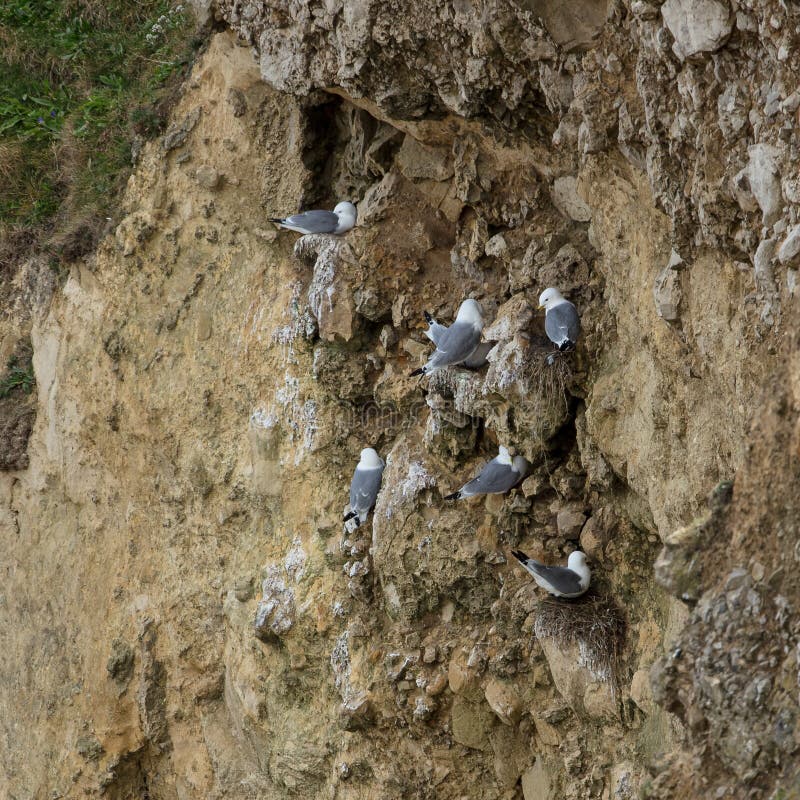 Common Gull Perched on Cliff Face. Stock Photo - Image of bird, ledge ...