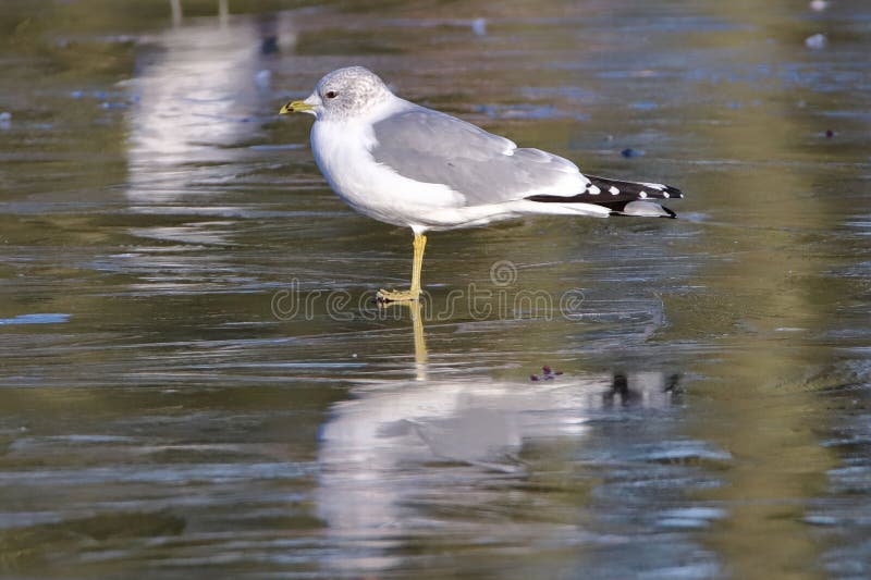 Common Gull Perched on a Frozen Lake with Its Reflection Visible on the ...