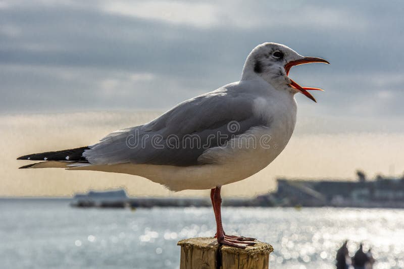 Common Gull Perched on a Pole Stock Photo - Image of outdoors, feathers ...