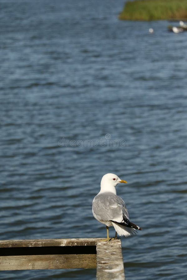 Common Gull Perched on a Wooden Ledge, Surveying the Seascape Beyond ...