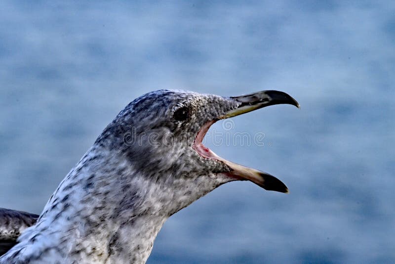 A Common Gull Screaming stock image. Image of wildlife - 201607335