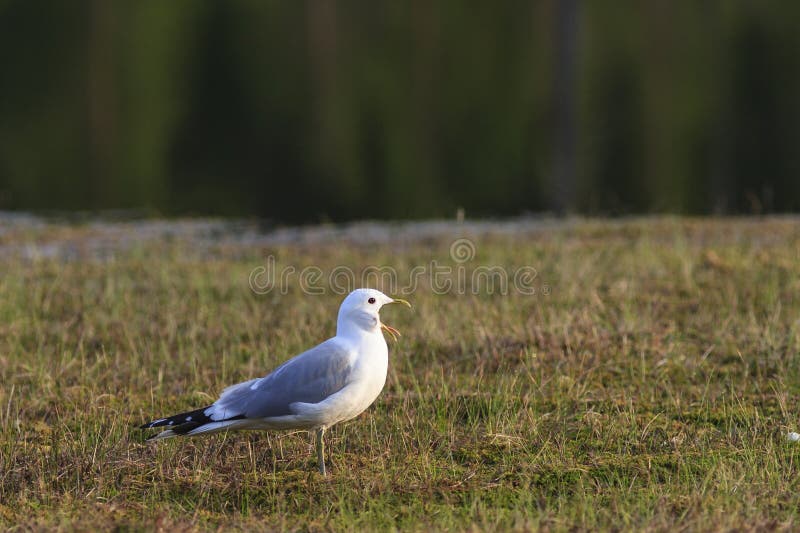 Common Gull stock image. Image of standing, wilderness - 39664637