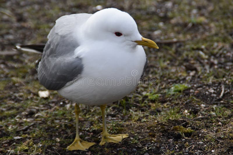 An Adorable Common Gull stock photo. Image of closeup - 374711098
