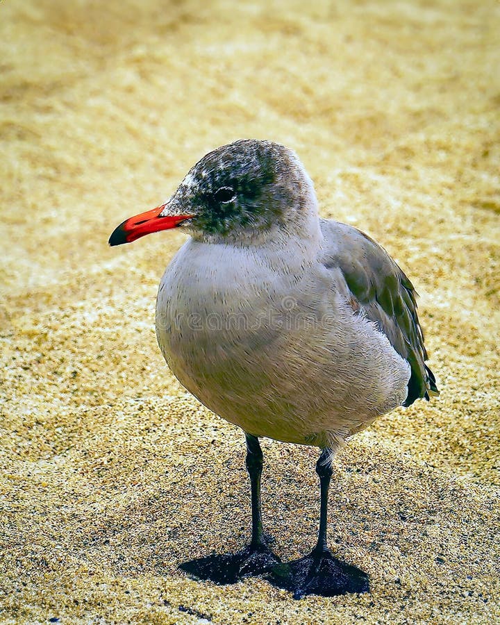 Common Gull Standing on Sand with Vibrant Red Beak Stock Image - Image ...