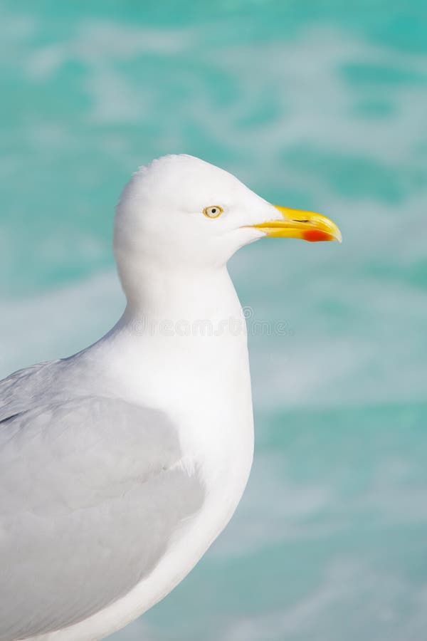 Common Gull Staring Out Over Turquoise Water Stock Image - Image of ...
