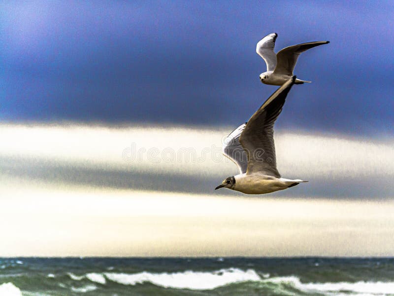 Common Gull Taking Flight at Sea Stock Photo - Image of feathers ...