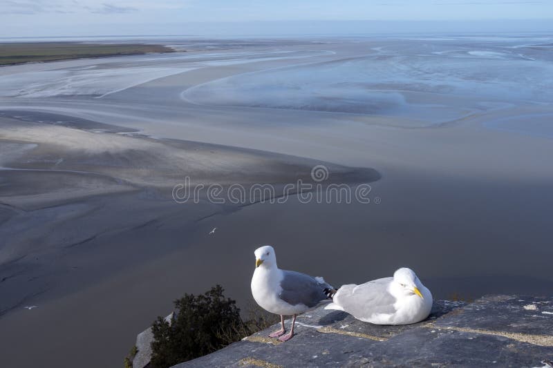 Common Gull on a Wall Facing Right in Panoramic Format Stock Image ...