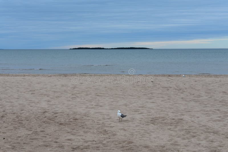 Common Gull on a White Sand Beach Stock Image - Image of finland, sand ...