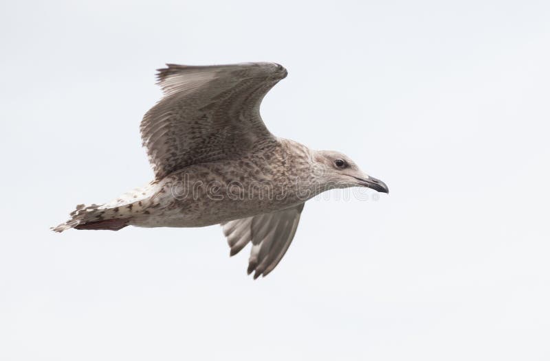 Common gull stock photo. Image of seagull, flying, vacation - 44213946