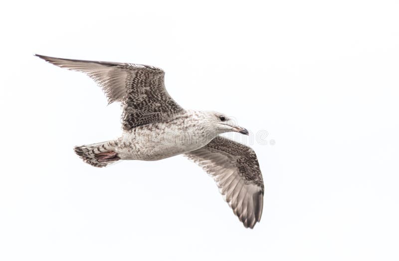 Common gull stock photo. Image of gull, winter, feathers - 44213962