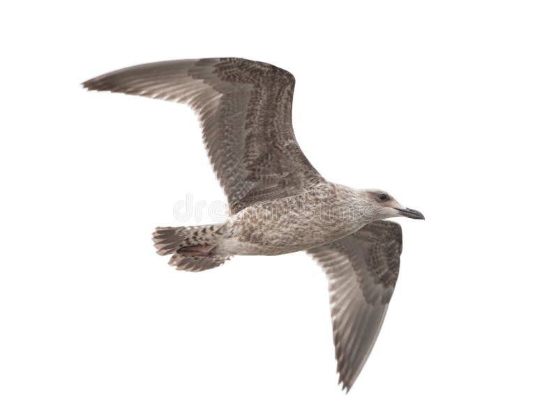 Common gull stock image. Image of flight, blue, sand - 44462657
