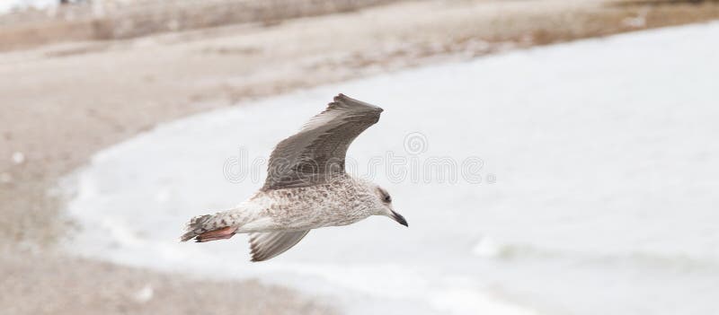 Common gull stock photo. Image of sand, wings, flying - 44462664