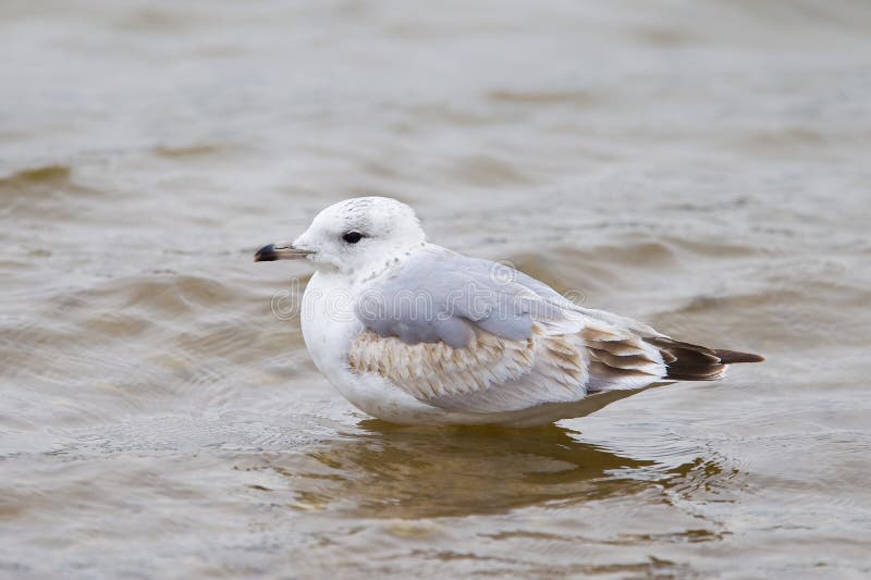 Common Gull stock photo. Image of looks, abundant, version - 100062230
