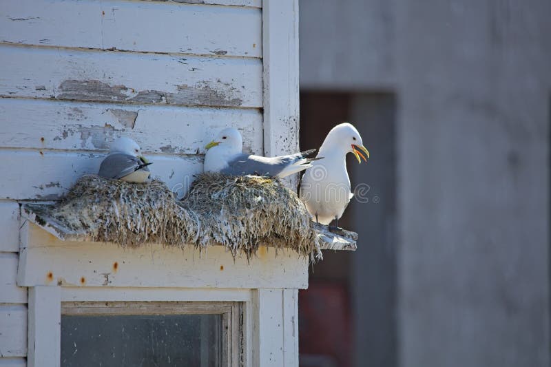 Common gulls. stock image. Image of berlevåg, gull, outside - 342793345