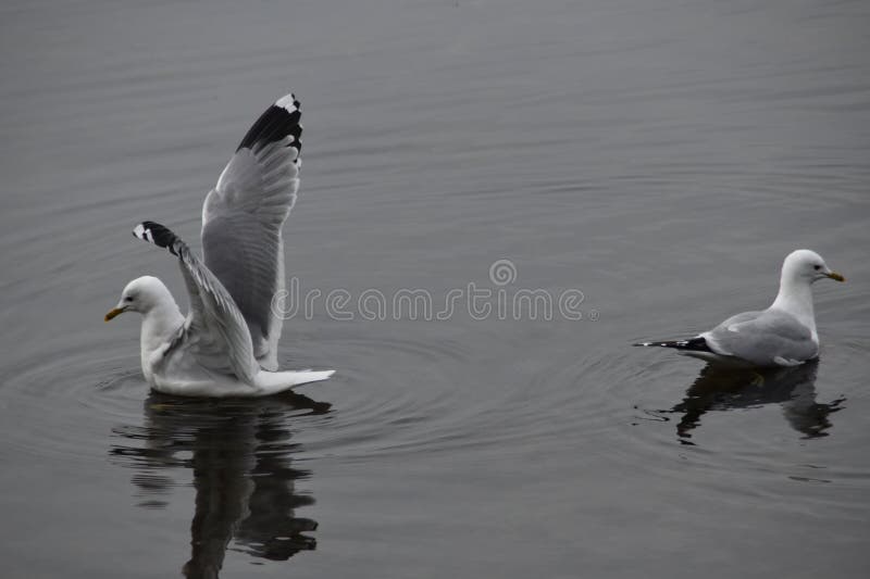 Common Gulls Together stock image. Image of beak, reflect - 371485239