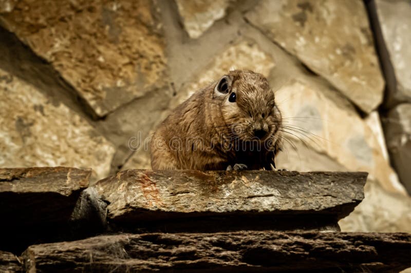 Image of a Cute Common Gundi Stock Photo - Image of close, head: 209844154