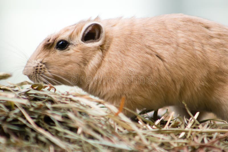 Common Gundi stock image. Image of closeup, mouse, habitat - 61429855