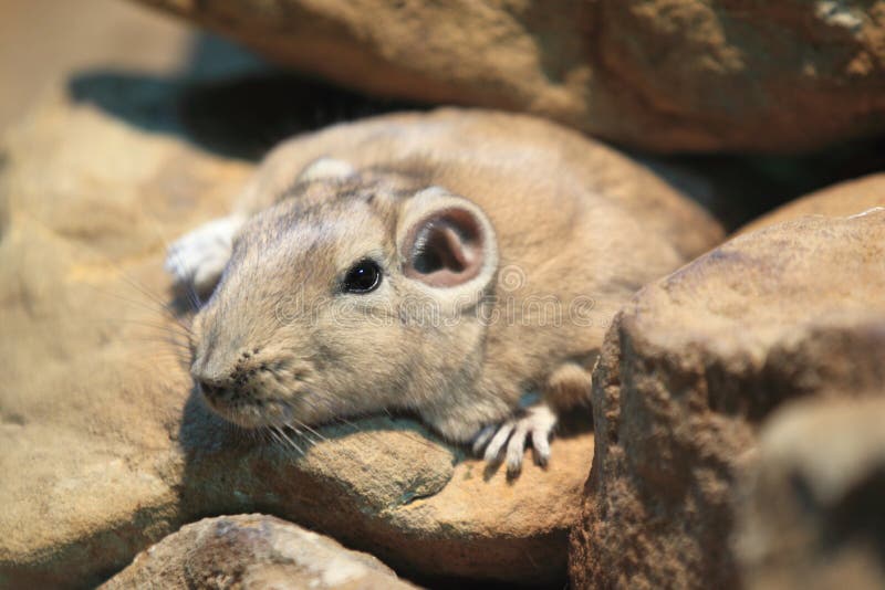 Common gundi stock photo. Image of adult, nature, gundi - 55112790