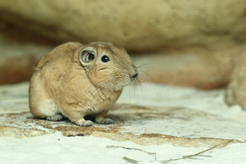 Common Gundi (Ctenodactylus Gundi) Stock Image - Image of tunisia ...