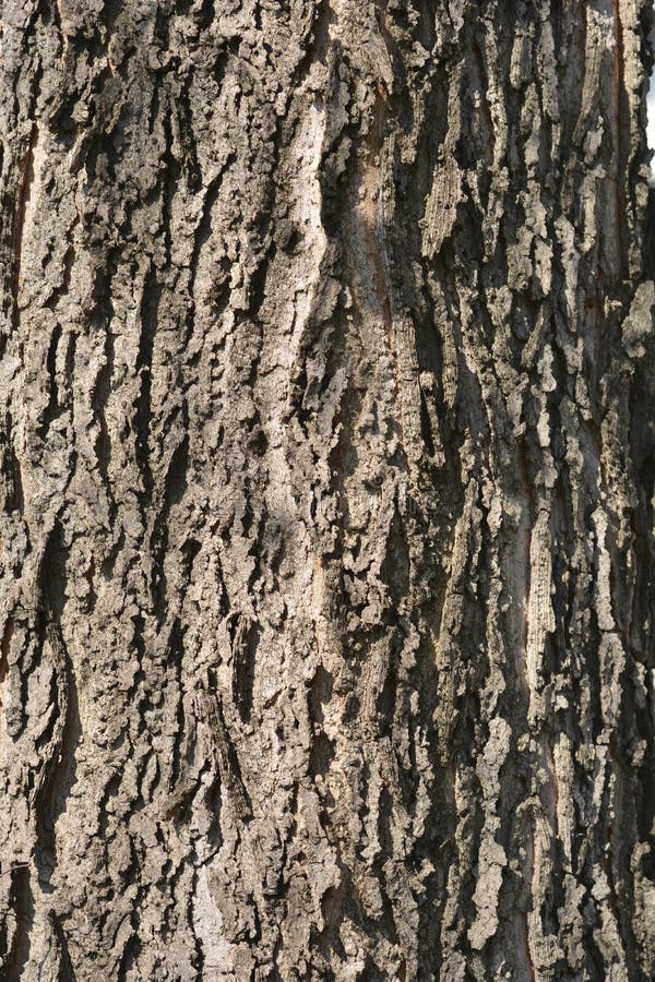 Common Hackberry Bark Detail Stock Photos - Free & Royalty-Free Stock ...