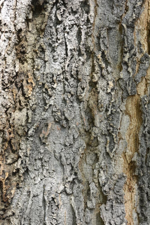 Common hackberry stock photo. Image of outdoors, nature - 239495136