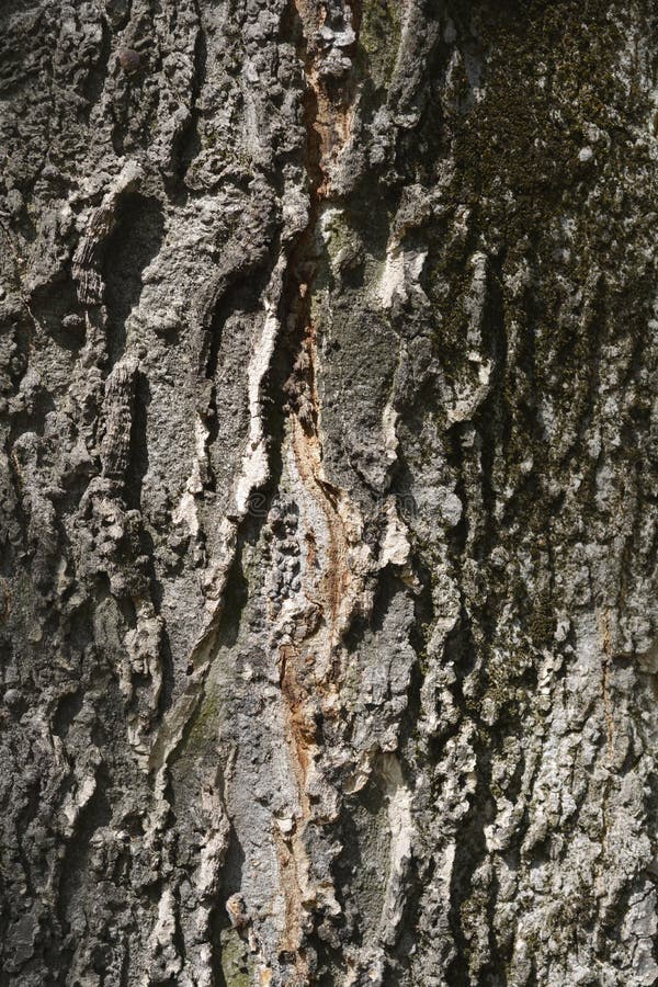 Common hackberry stock image. Image of trunk, texture - 242081347