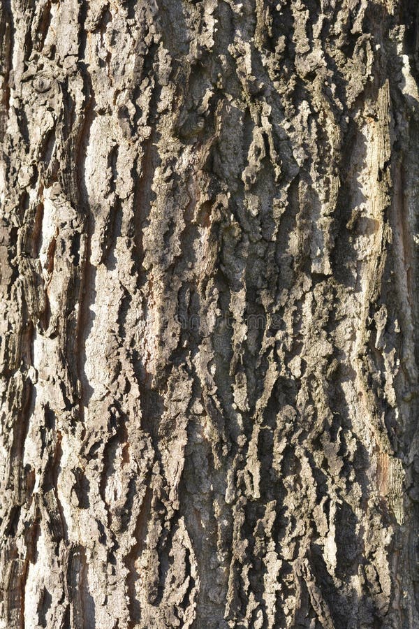 Common hackberry stock photo. Image of background, trunk - 260783920
