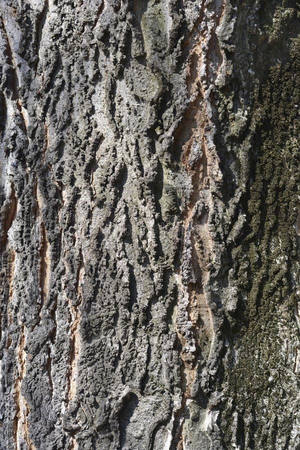 Common hackberry stock photo. Image of background, hackberry - 271316482