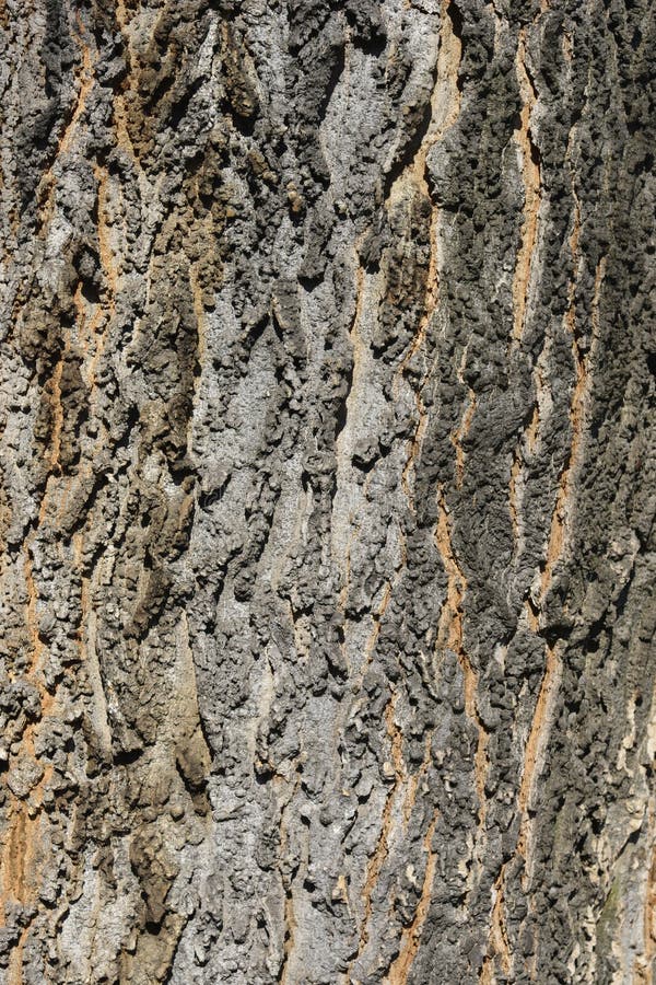 Common hackberry stock photo. Image of trunk, plant - 345492364