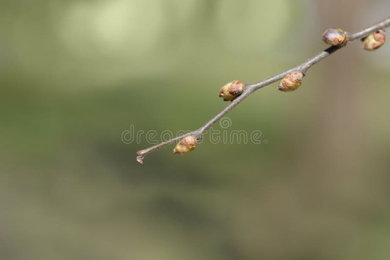 Common hackberry stock image. Image of hackberry, brown - 214988049