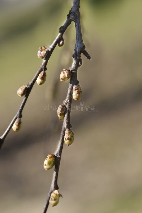 Common hackberry stock image. Image of nature, green - 215504789
